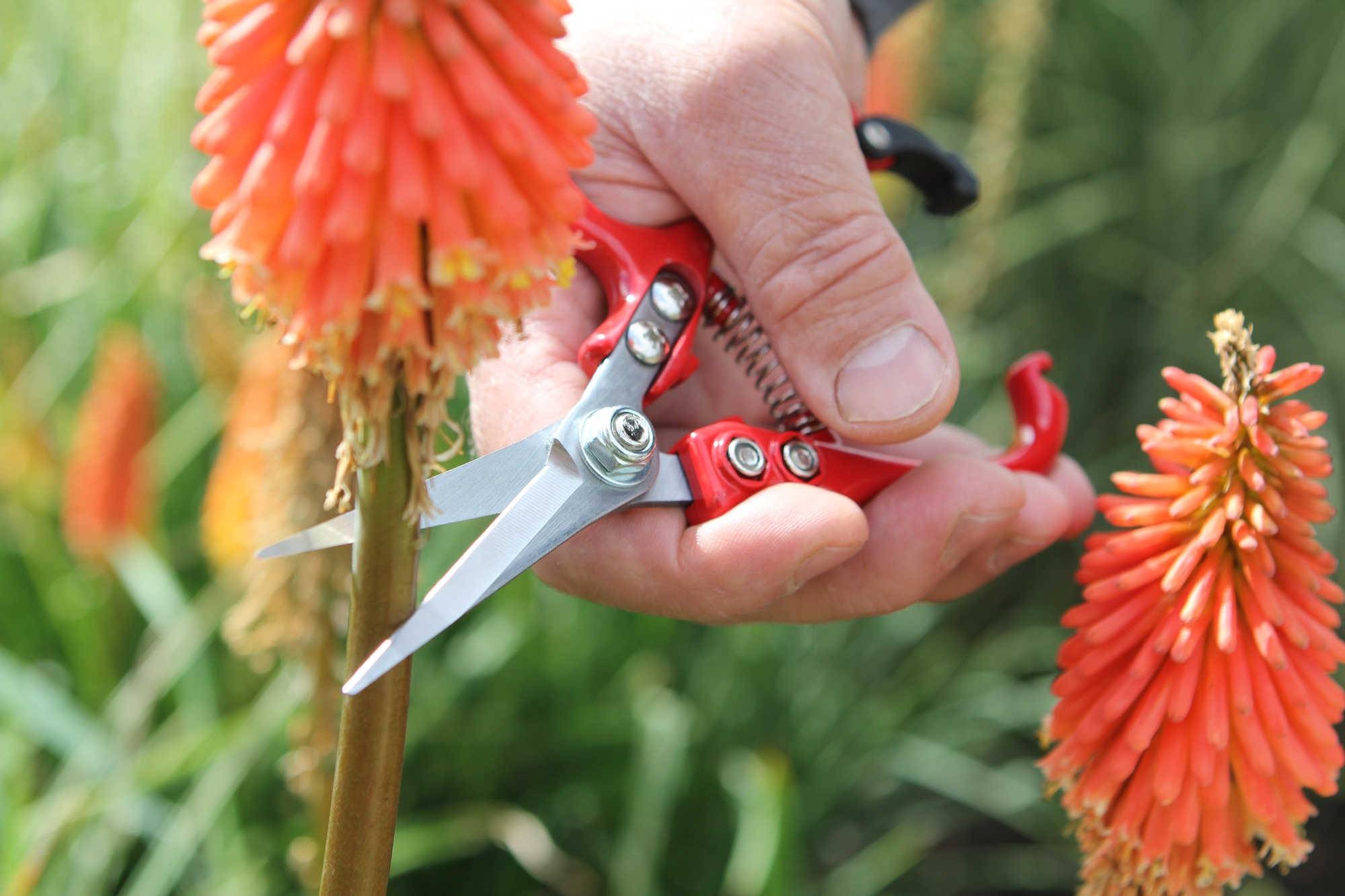 Darlac Ergo Snips | Downtown