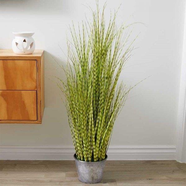 Smart Garden Zebra Grass 90cm | Downtown