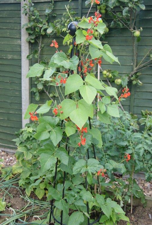 Poppy Forge Gothic Obelisk | Downtown