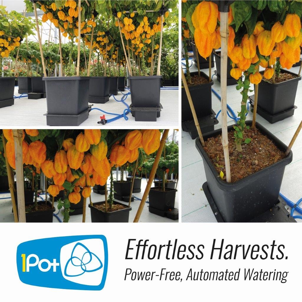 AutoPot 1Pot Self Watering Systems with AQUAvalve | Downtown