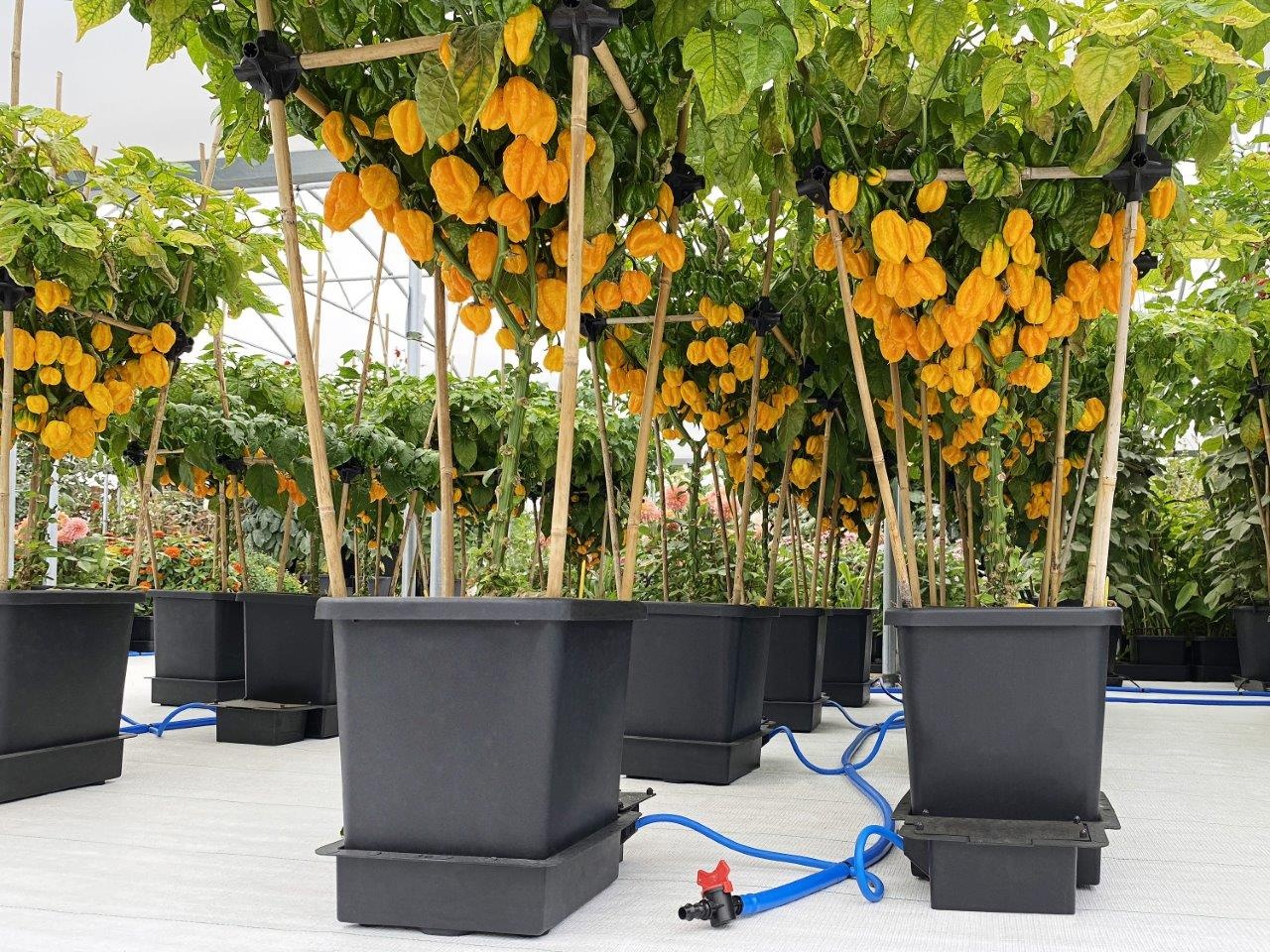 AutoPot 1Pot Self Watering Systems with AQUAvalve | Downtown