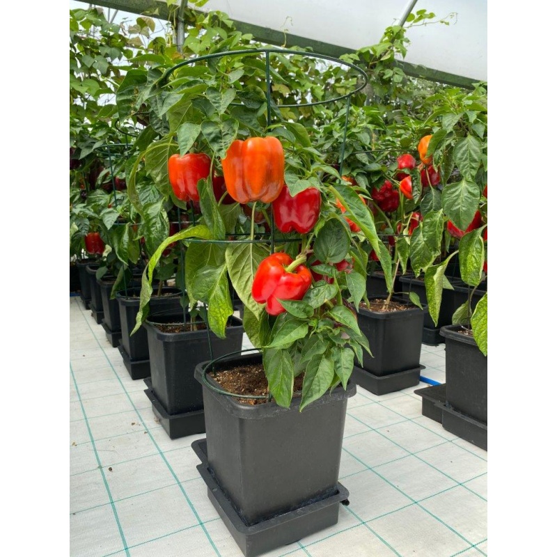 AutoPot 1Pot Self Watering Systems with AQUAvalve | Downtown