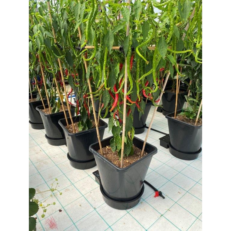 AutoPot 1Pot XL Self Watering Systems with AQUAvalve | Downtown